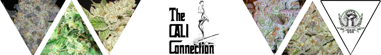 Cali Connection Seeds - Cannabis Seeds - Attitude Seedbank USA Cali Connection Seeds - Cannabis Seeds - Attitude Seedbank USA