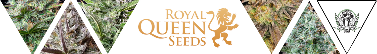 Royal Queen Cannabis Seeds - Attitude Seedbank USA