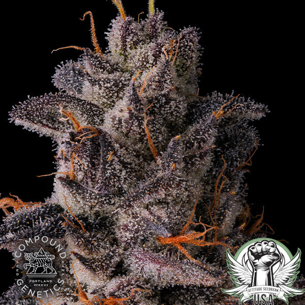 Lemon Cherry Pave by Compound Genetics - Buy Cannabis Seeds Online