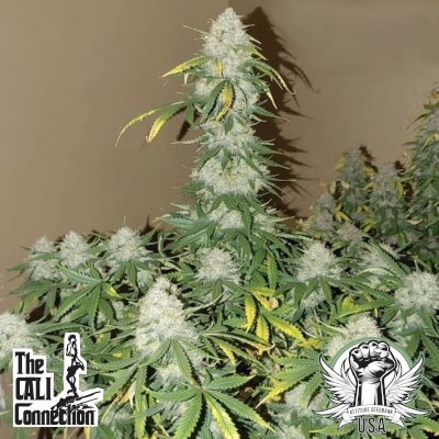 Cali Connection Seeds - Cannabis Seeds - Attitude Seedbank USA