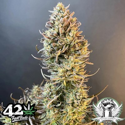 The Attitude Seedbank USA - FastBuds Seeds Apple Strudel AUTO