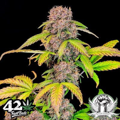The Attitude Seedbank - FastBuds Seeds Lemon Cherry Cookies AUTO