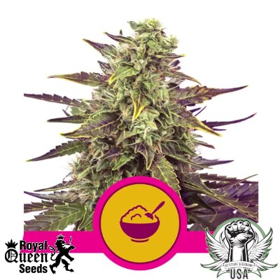 Royal Queen Cannabis Seeds - Attitude Seedbank USA