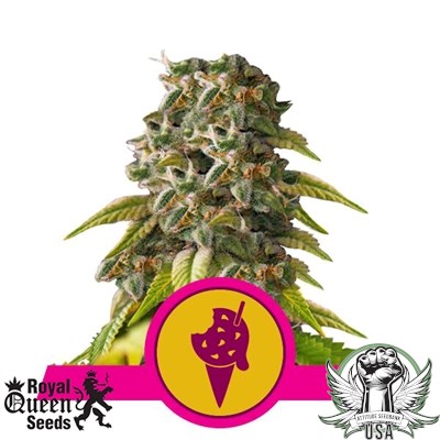 Royal Queen Cannabis Seeds - Attitude Seedbank USA