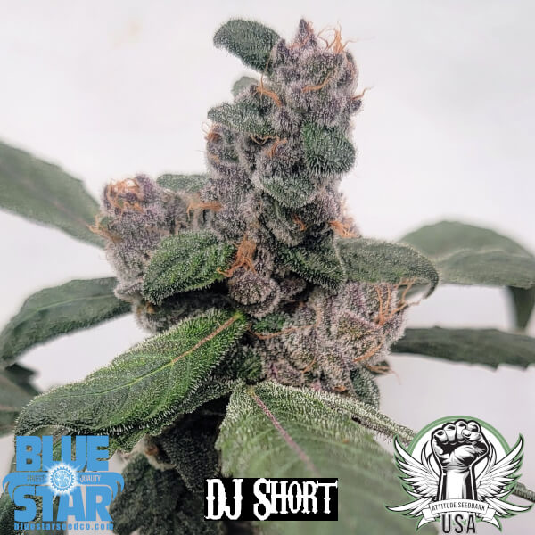 1998 F4 Blueberry S2 by DJ Short and Blue Star Seed Co