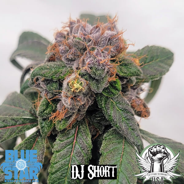 1998 F4 Blueberry S2 by DJ Short and Blue Star Seed Co