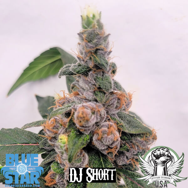 1998 F4 Blueberry S2 by DJ Short and Blue Star Seed Co