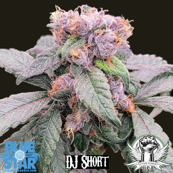 1998 F4 Blueberry S2 by DJ Short and Blue Star Seed Co