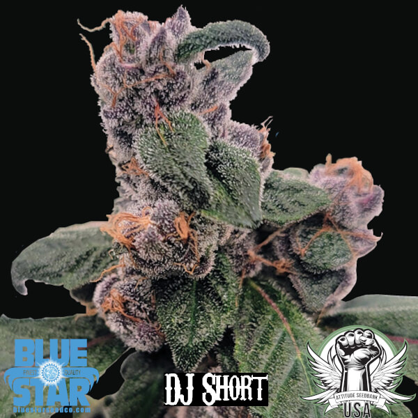 1998 F4 Blueberry S2 by DJ Short and Blue Star Seed Co