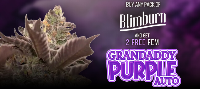 The Attitude Seedbank - Blimburn Seeds Exodus Cheese