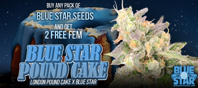 The Attitude Seedbank USA - Promotions, Deals and Discounts