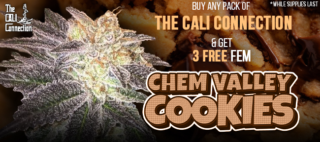 The Attitude Seedbank - Cali Connection Seeds Alien OG The Attitude Seedbank - Cali Connection Seeds Alien OG