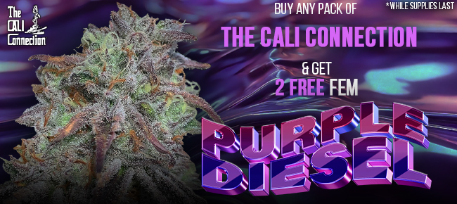 The Attitude Seedbank - Cali Connection Seeds Chem 4 OG The Attitude Seedbank - Cali Connection Seeds Chem 4 OG