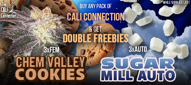 The Attitude Seedbank - Cali Connection Seeds Alien OG The Attitude Seedbank - Cali Connection Seeds Alien OG