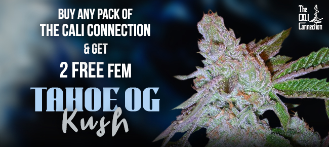 The Attitude Seedbank - Cali Connection Seeds Original Sour Diesel The Attitude Seedbank - Cali Connection Seeds Original Sour Diesel
