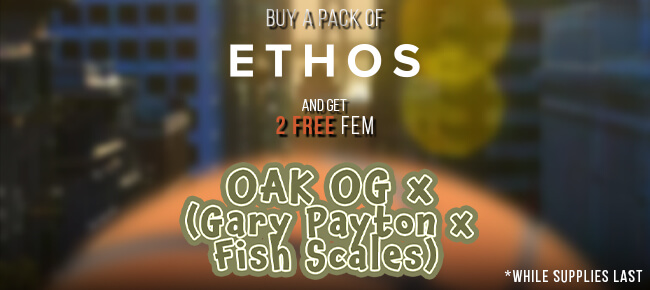 The Attitude Seedbank - Ethos Genetics OAK OG x (Gary Payton x Fish Scales)