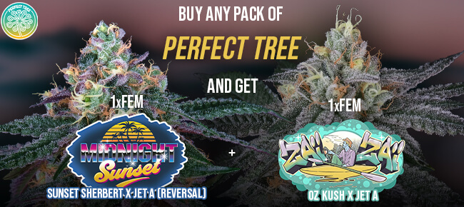 The Attitude Seedbank - Perfect Tree Seeds ZaiZai