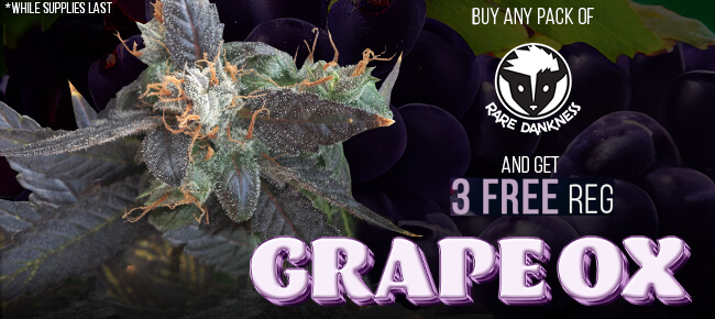 The Attitude Seedbank - Rare Dankness Seeds Moonshine Haze