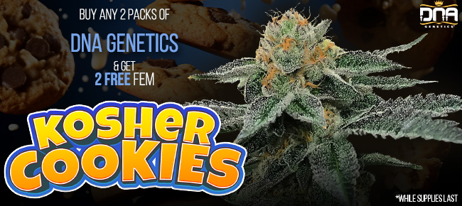 The Attitude Seedbank Dna Genetics Seeds 24k Gold Kosher Tangie