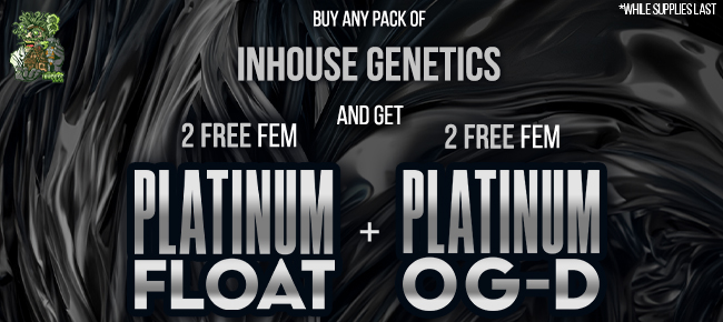 The Attitude Seedbank - In House Genetics Seeds Platinum OG-D