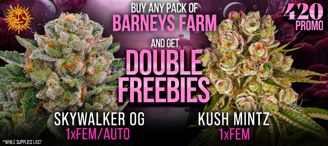 The Attitude Seedbank USA - Barney's Farm Seeds Liberty Haze